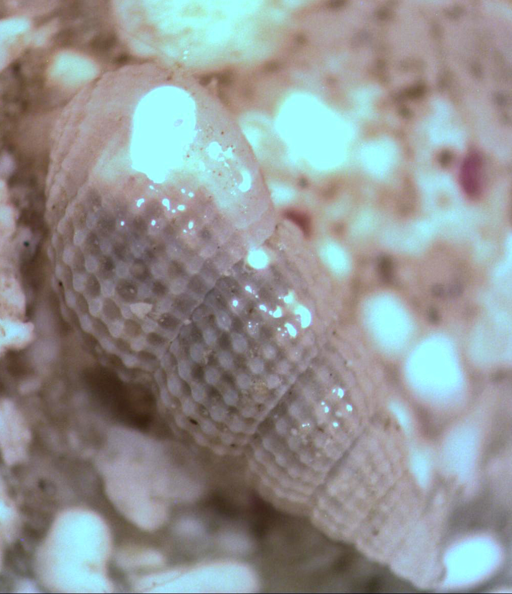 Reef Diversity Bingo