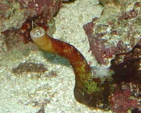 Reef Diversity Bingo