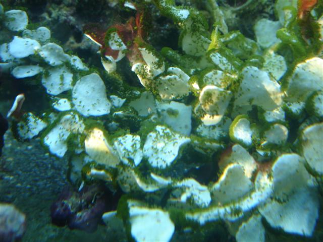 Halimeda - JungleKey.fr Image